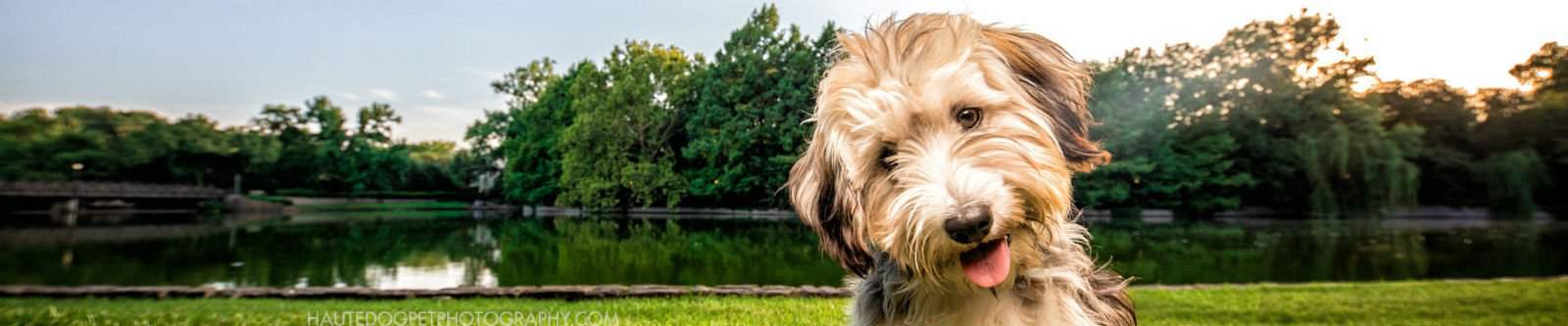 Foster – Doodle Rock Rescue – Dallas TX