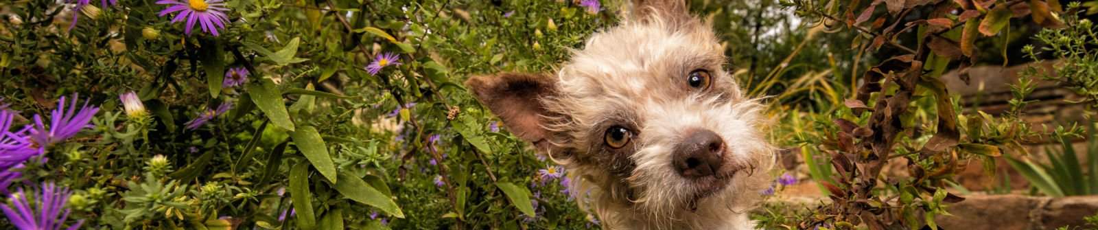 Volunteer – Doodle Rock Rescue – Dallas TX