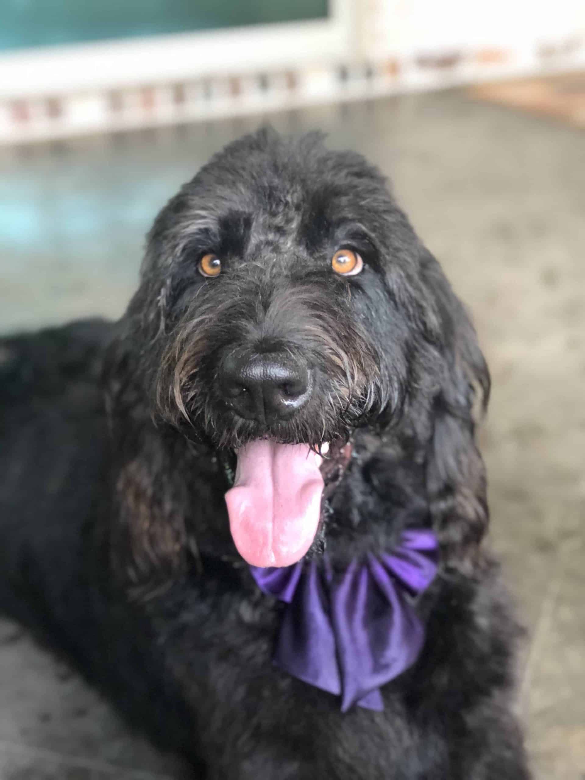 Sniper – Doodle Rock Rescue – Dallas TX