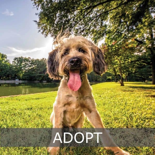 Doodle Rock Rescue – Dallas TX