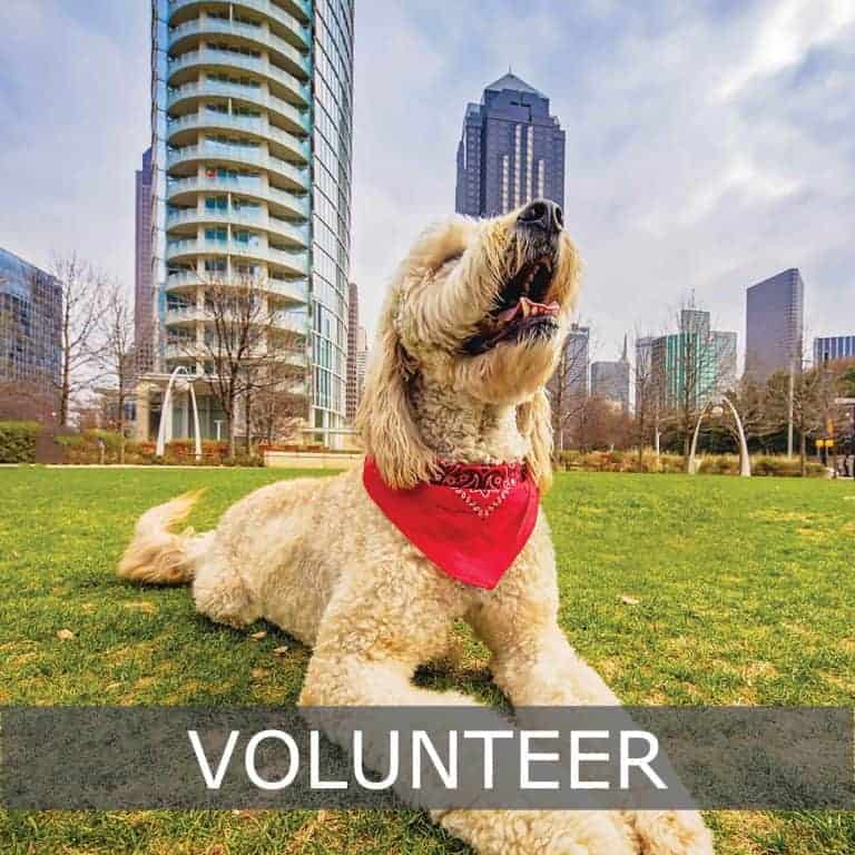 Doodle Rock Rescue – Dallas TX