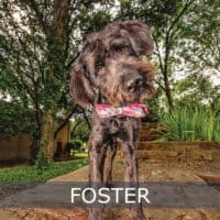 Doodle Rock Rescue – Dallas TX