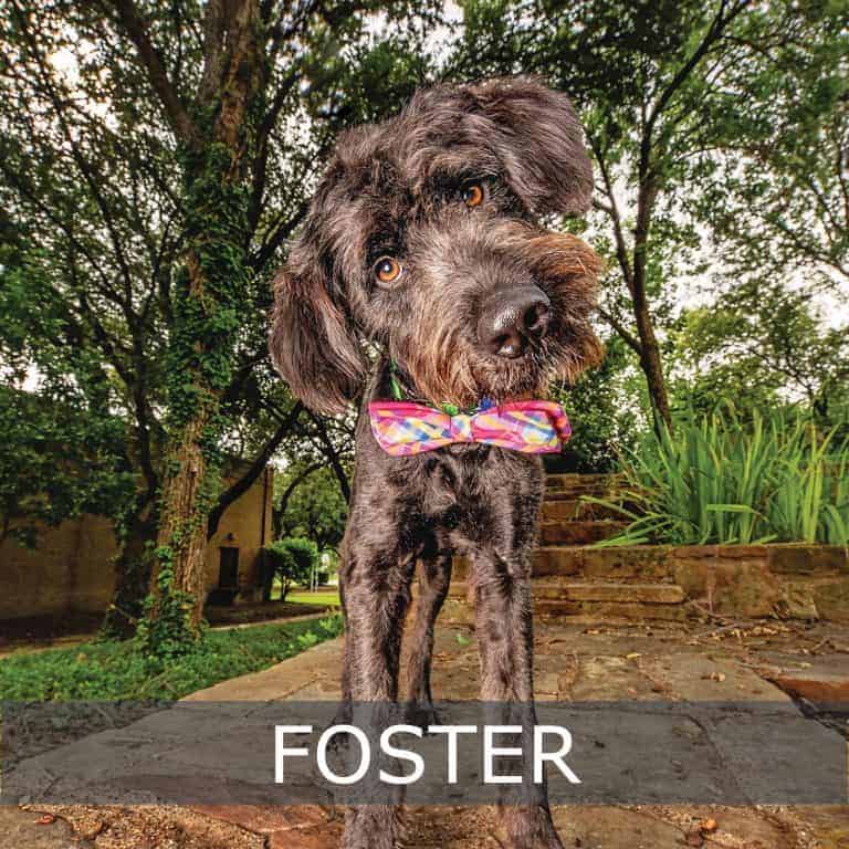 Doodle Rock Rescue – Dallas TX