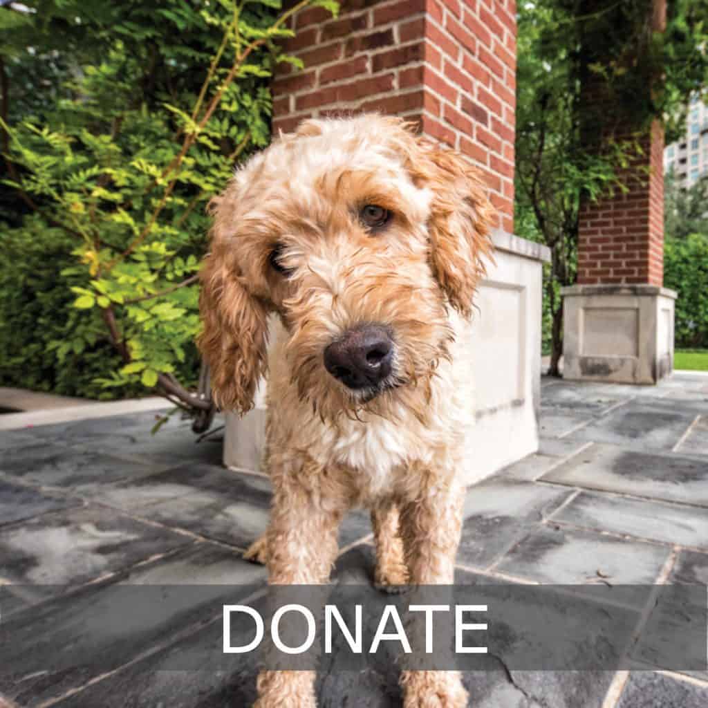 Doodle Rock Rescue – Dallas TX