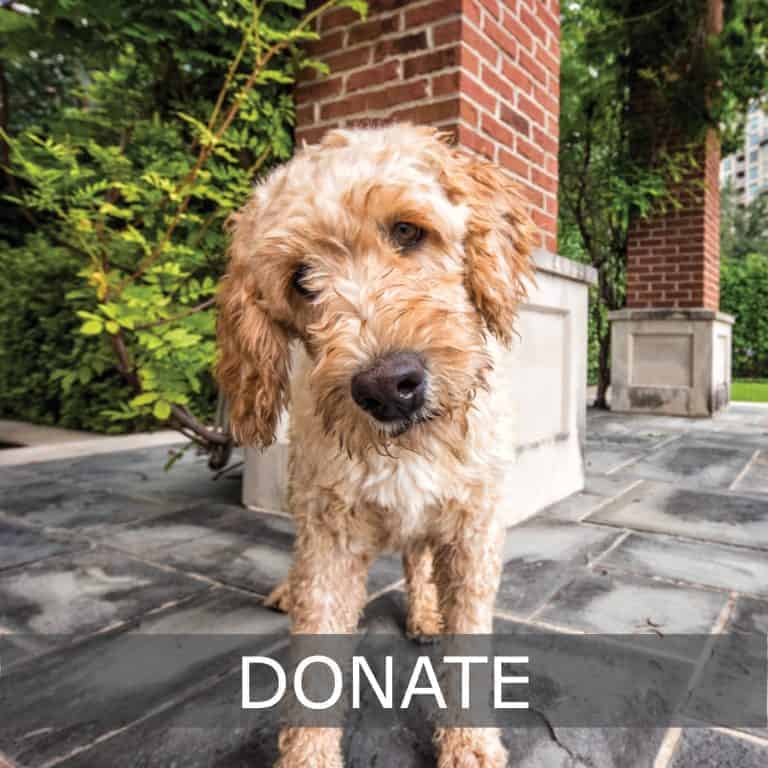 Doodle Rock Rescue – Dallas TX