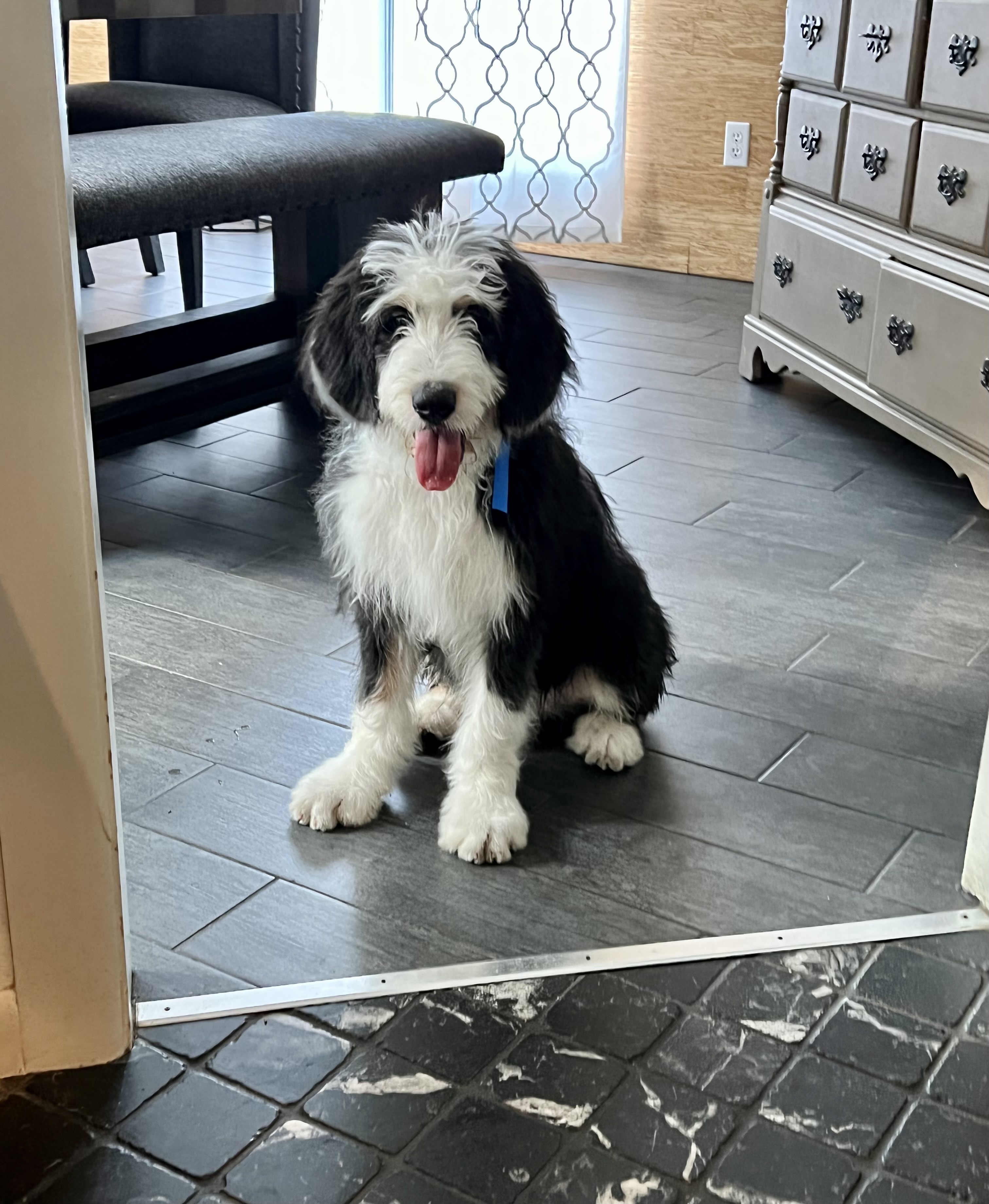 Alumni – Doodle Rock Rescue – Dallas TX