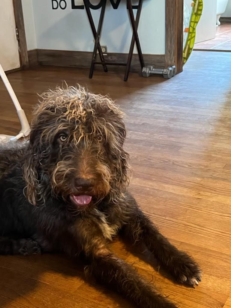 Upcoming Dogs – Doodle Rock Rescue – Dallas TX