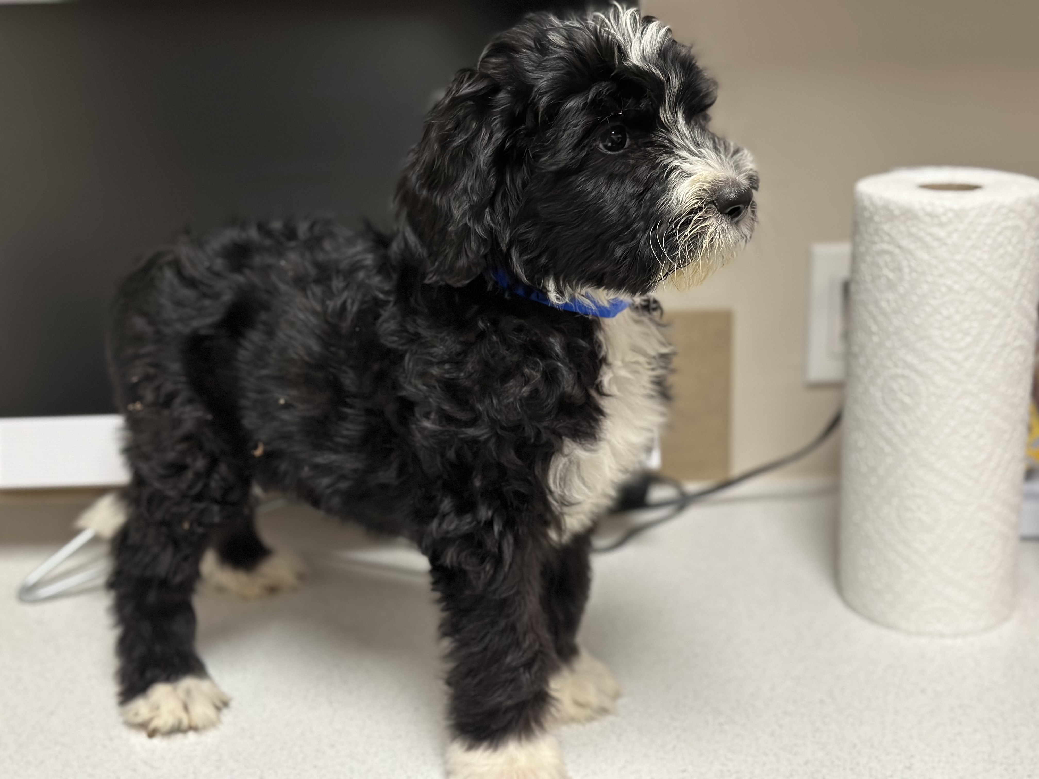 Upcoming Dogs – Doodle Rock Rescue – Dallas TX