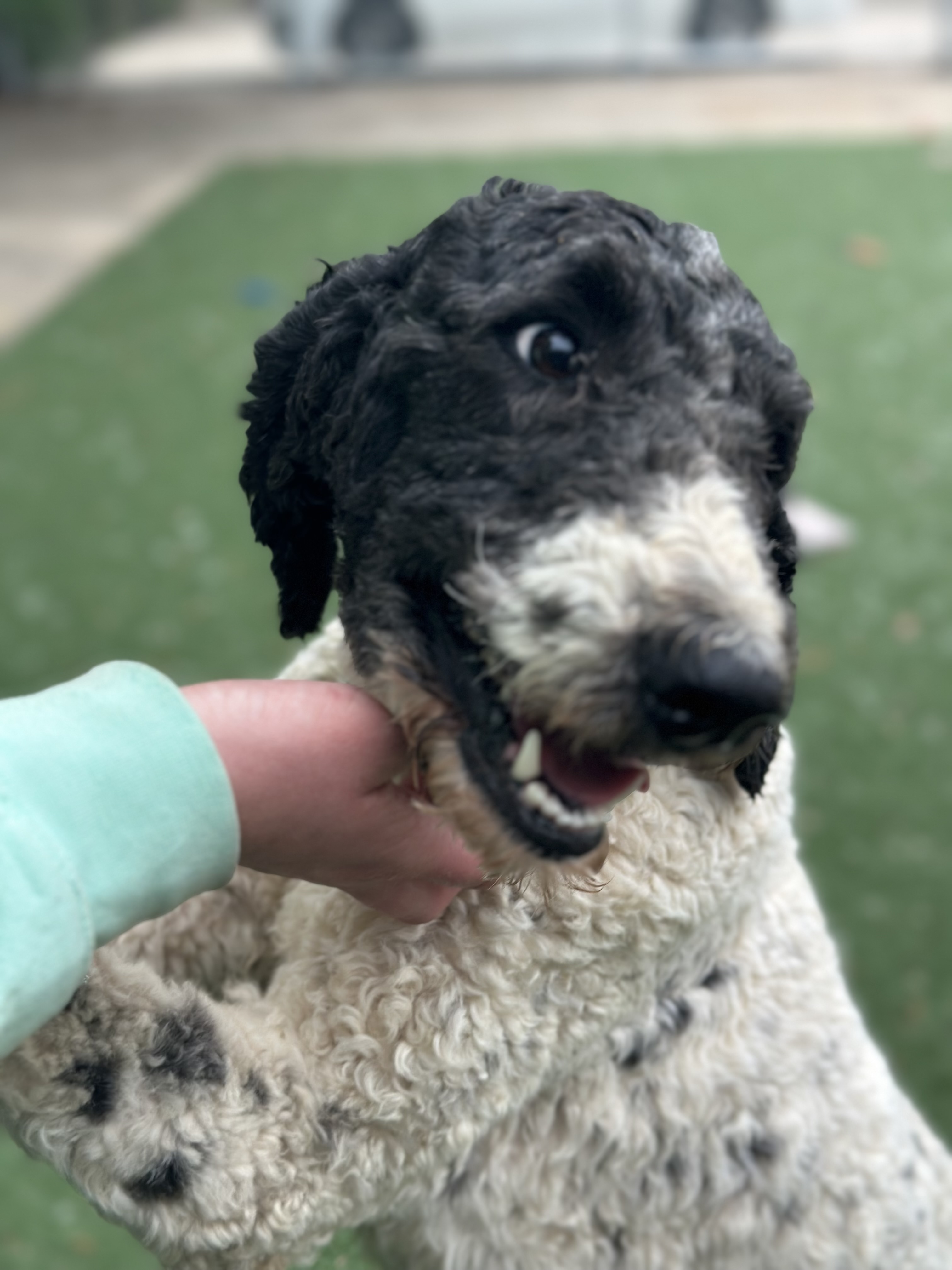Upcoming Dogs – Doodle Rock Rescue – Dallas TX