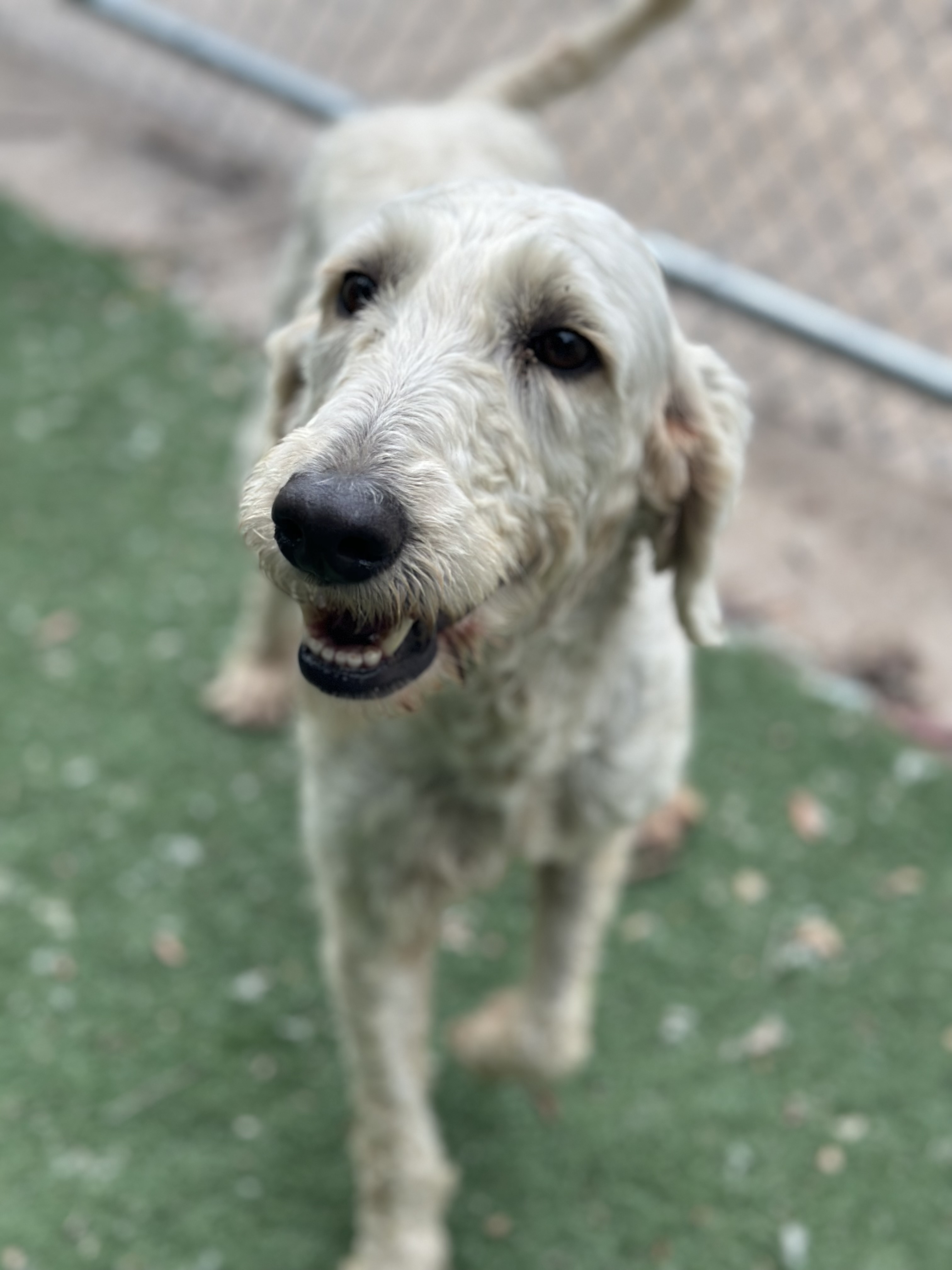 Upcoming Dogs – Doodle Rock Rescue – Dallas TX