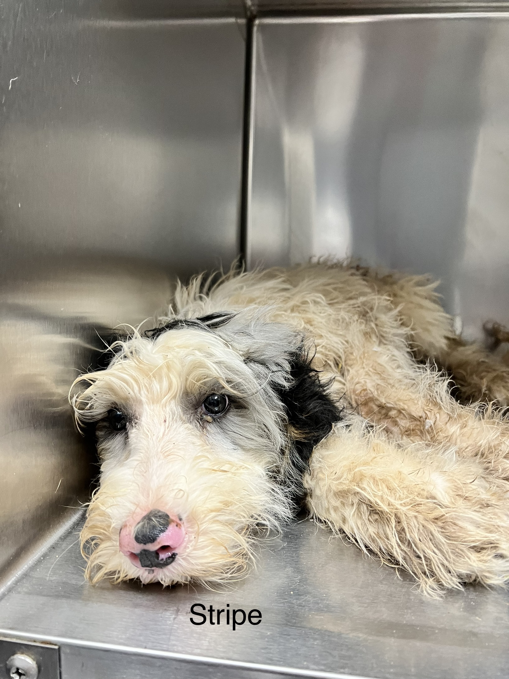 Upcoming Dogs – Doodle Rock Rescue – Dallas TX