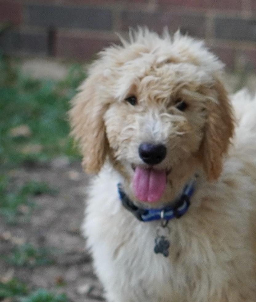 Upcoming Dogs – Doodle Rock Rescue – Dallas TX