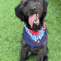 Upcoming Dogs – Doodle Rock Rescue – Dallas TX