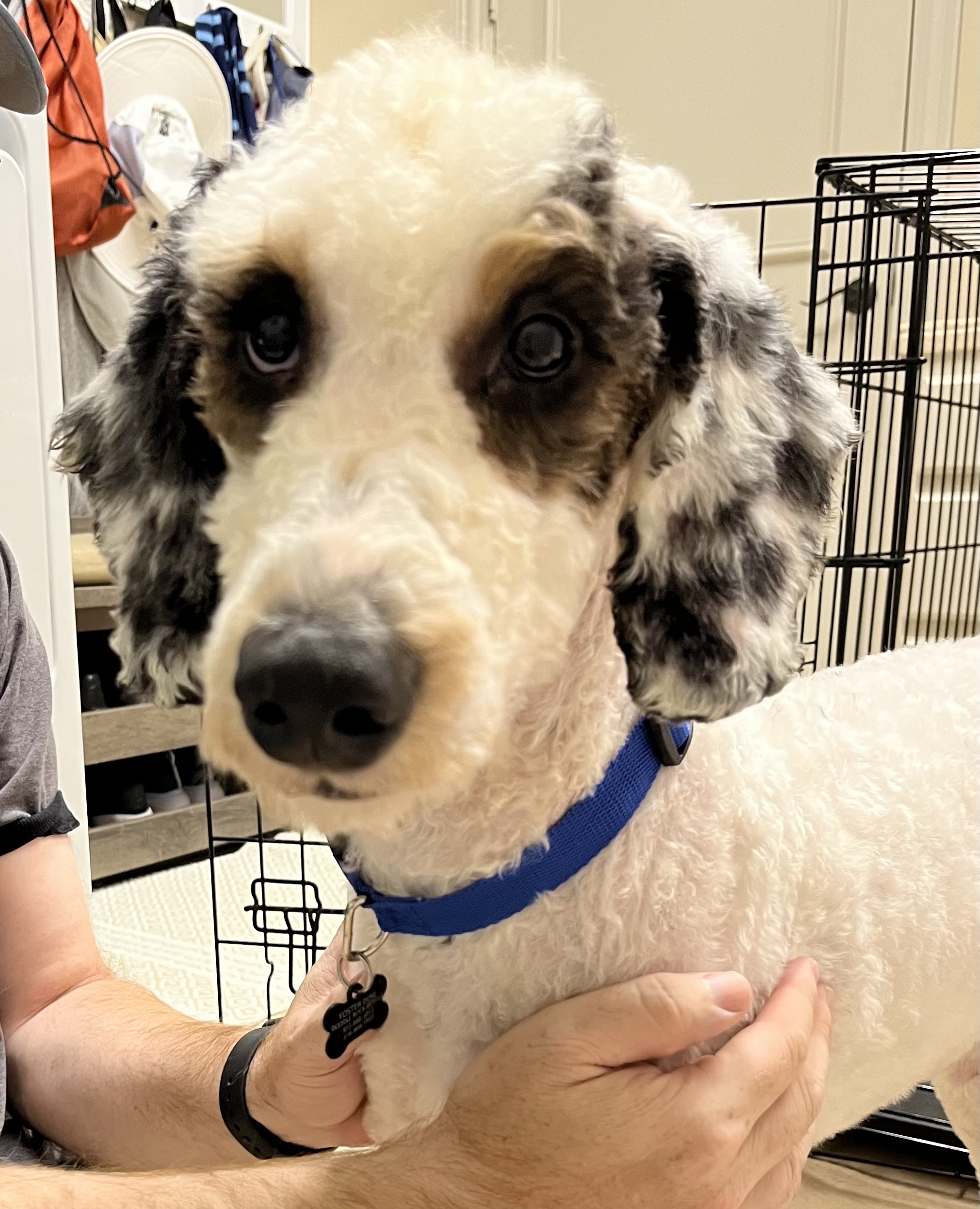 Upcoming Dogs – Doodle Rock Rescue – Dallas TX