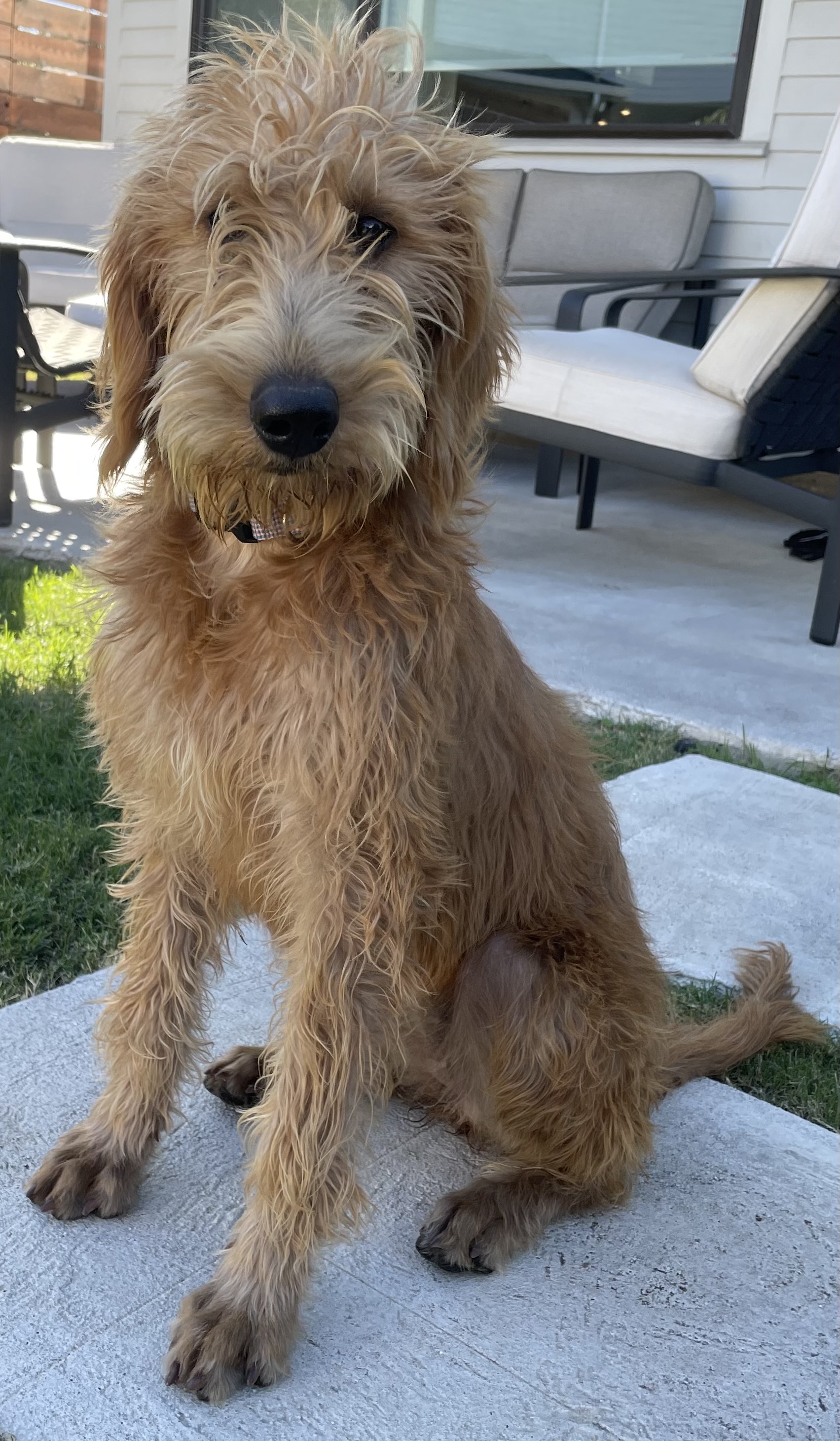 Upcoming Dogs – Doodle Rock Rescue – Dallas TX