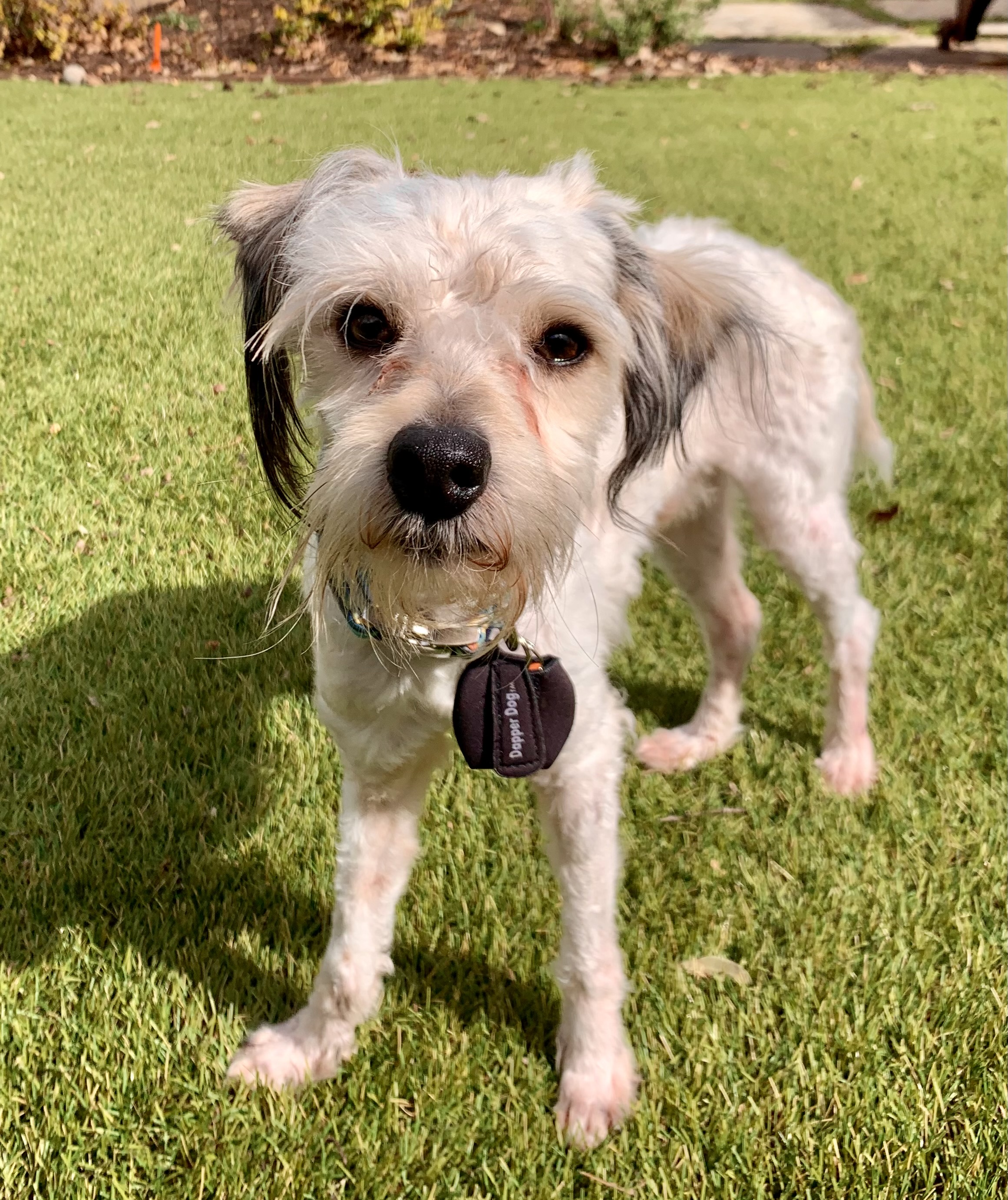 Upcoming Dogs – Doodle Rock Rescue – Dallas TX