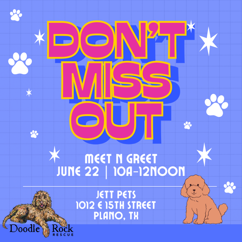 Doodle Rock Rescue Meet n Greet @ Jett Pets Plano – Doodle Rock Rescue ...