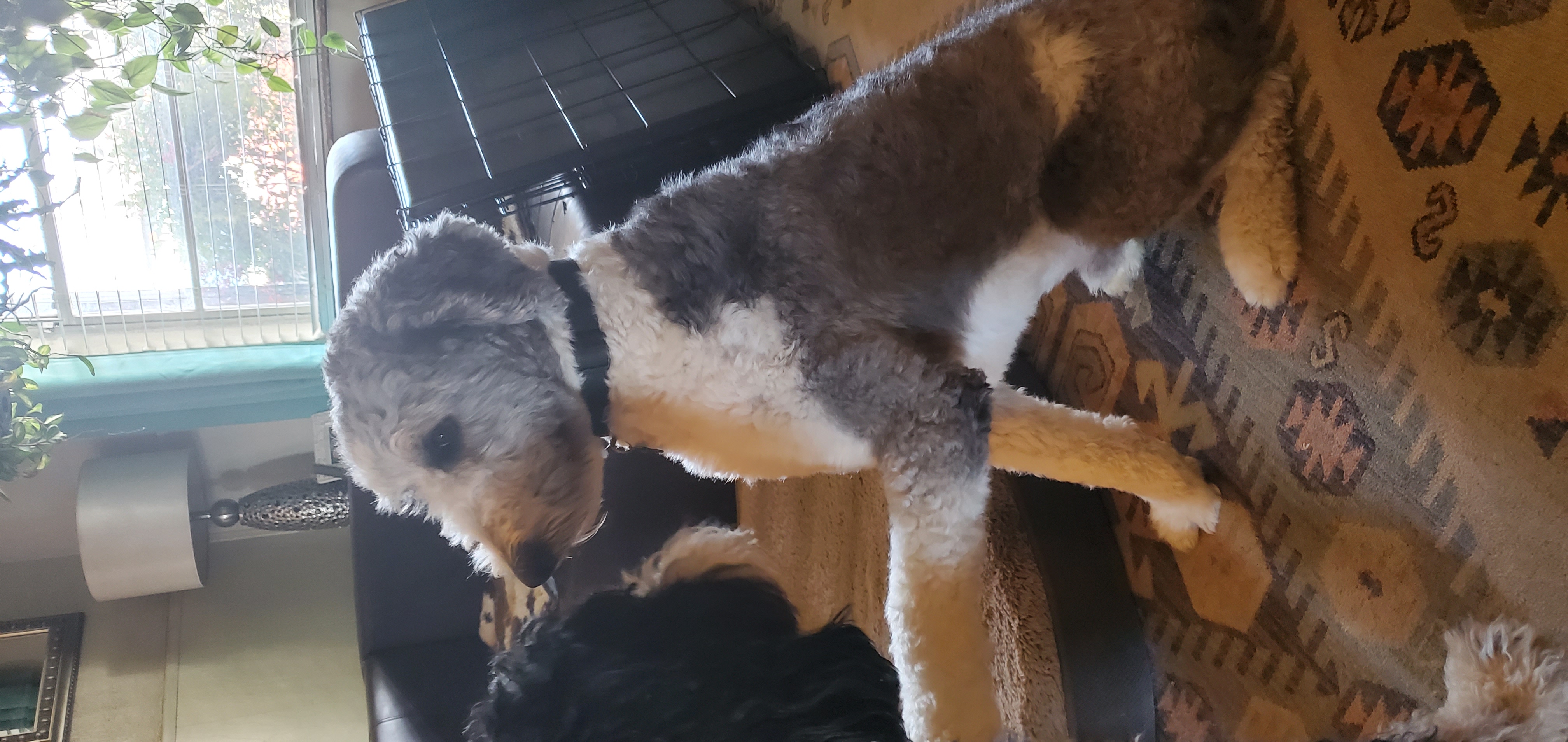 Upcoming Dogs – Doodle Rock Rescue – Dallas TX