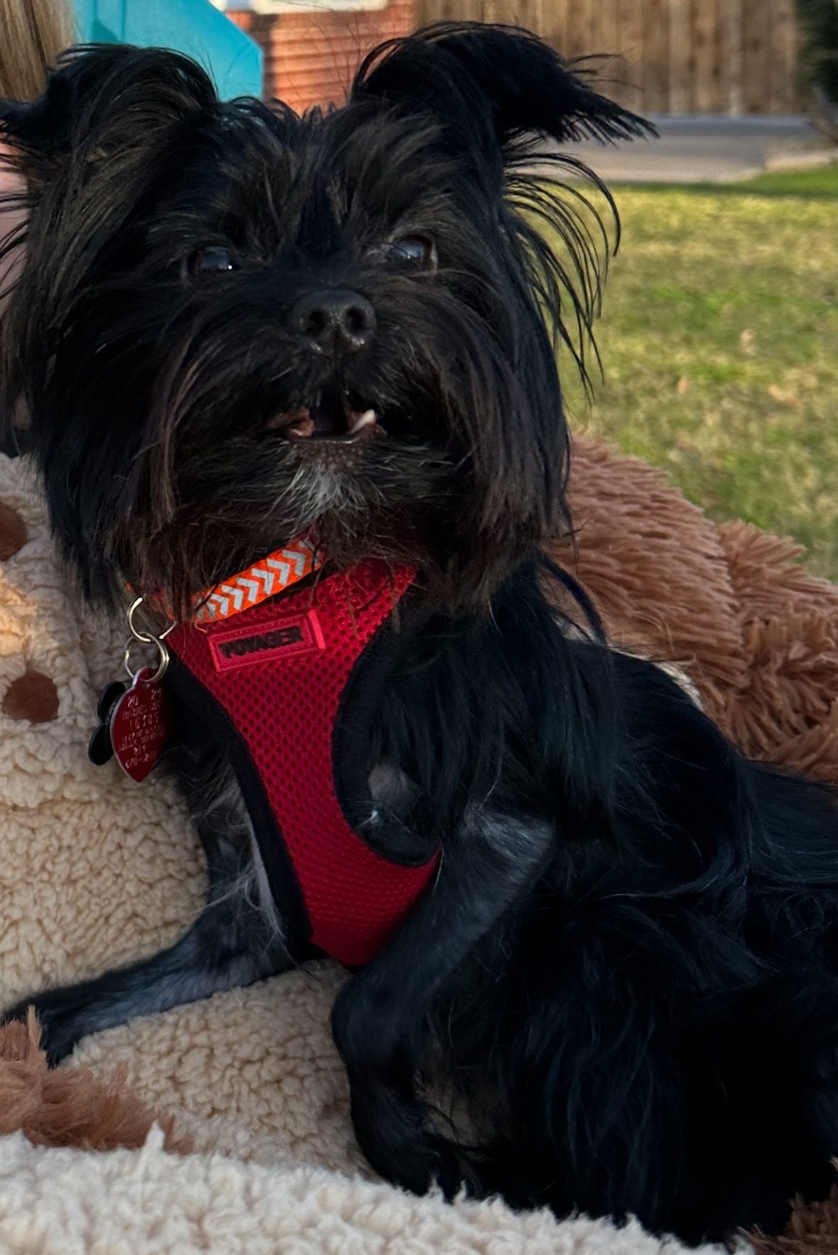 Upcoming Dogs – Doodle Rock Rescue – Dallas TX