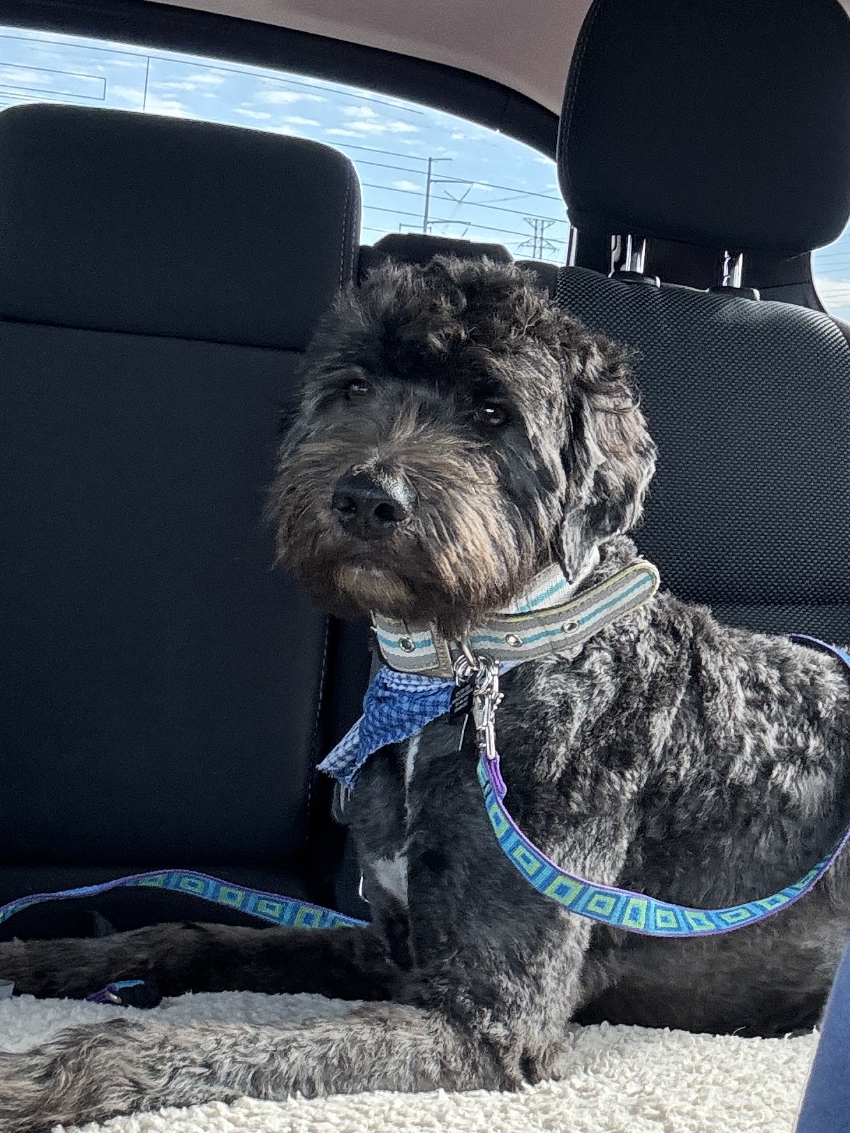 Upcoming Dogs – Doodle Rock Rescue – Dallas TX