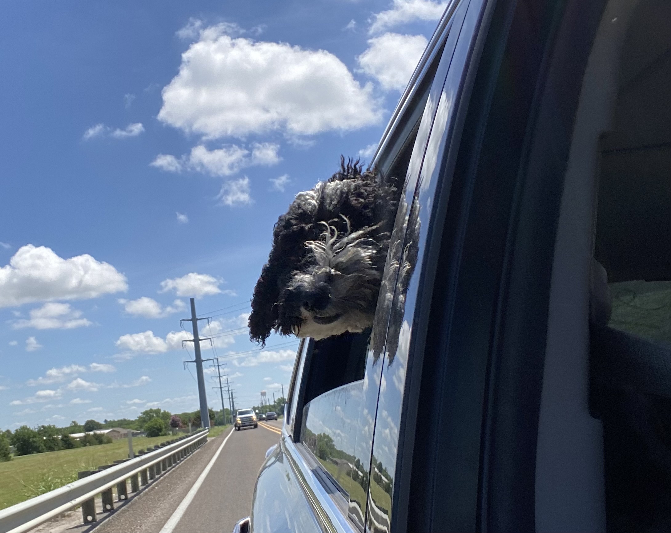 Bethpage – Doodle Rock Rescue – Dallas TX