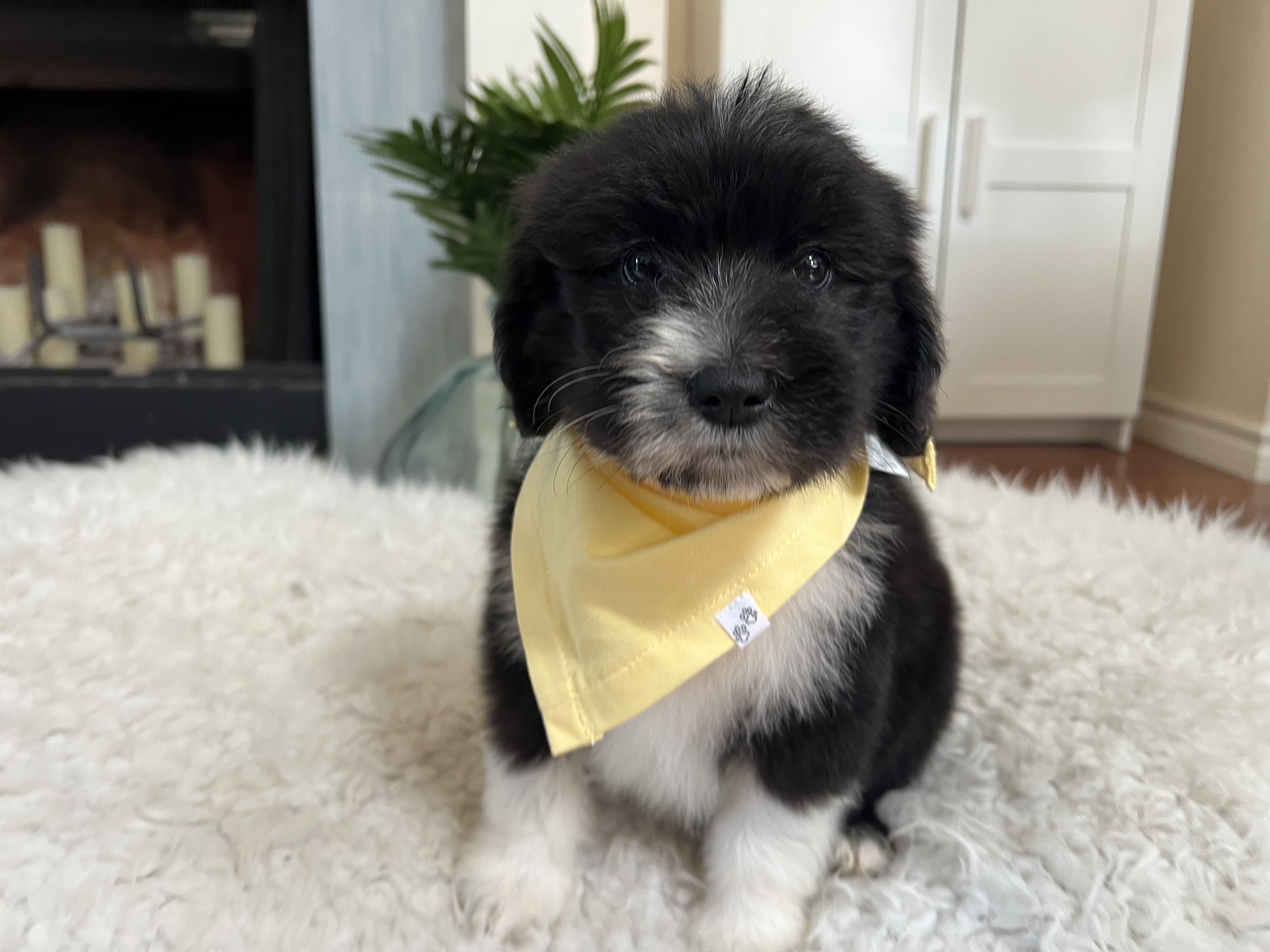 Tiger – Doodle Rock Rescue – Dallas TX